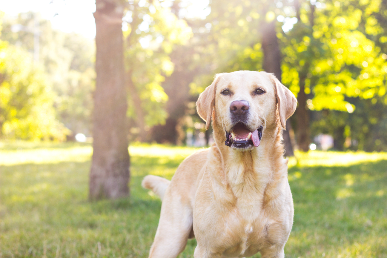 Dan Gentile | The Best Dog Trainer in NJ for 20+ Years - New Jersey Dog ...